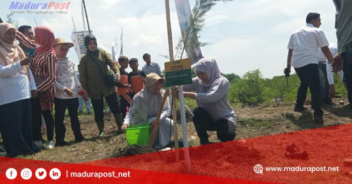 Gubernur Khofifah Tanam Ribuan Pohon Mangrove di Sumenep - Madura Post